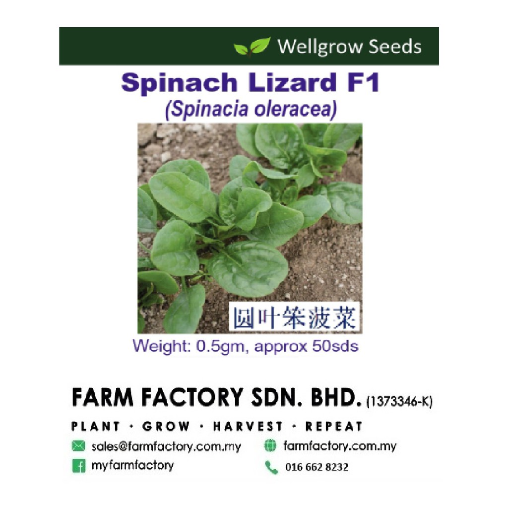 Wellgrow WHT Spinach Lizard F1 (approx 50 seeds) | Biji Spinach (50biji ...