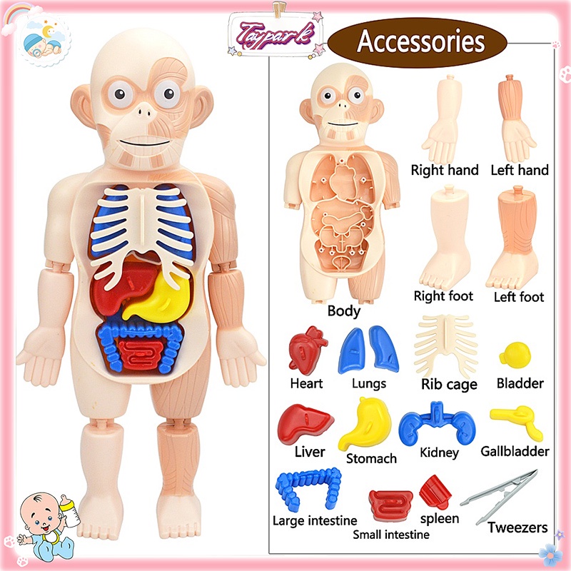 Kid Montessori 3D Puzzle Human Body Anatomy Model Educational Learning ...