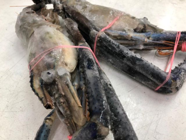 FRESH FROZEN BIG RIVER PRAWNS/UDANG GALAH SUNGAI XXL size 520-560gm per ...
