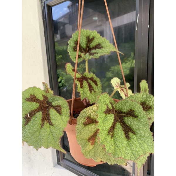 Begonia Masoniana / Iron Cross / Rare Plant Asam Batu 🌱 | Shopee Malaysia