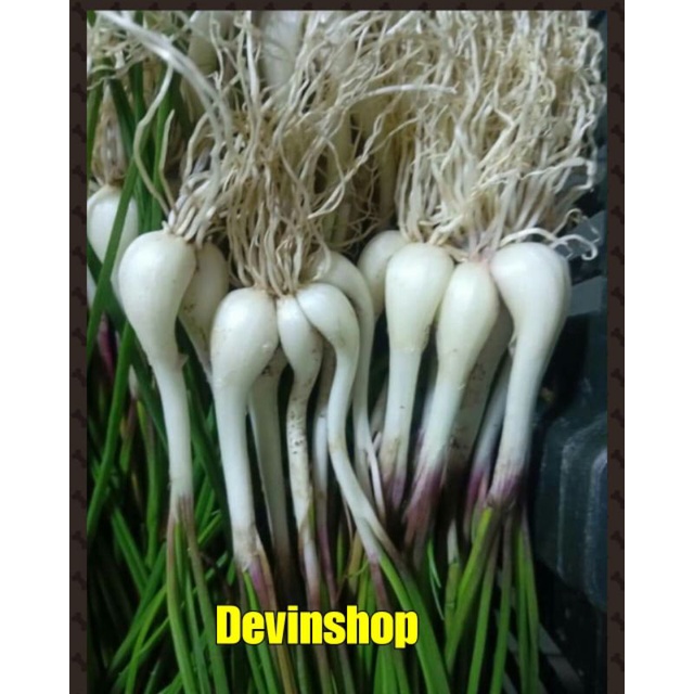 🔥Losun/Lokio/kucai/bucai,sayur ulam,daun bawang ,benih akar lokio 🔥 ...