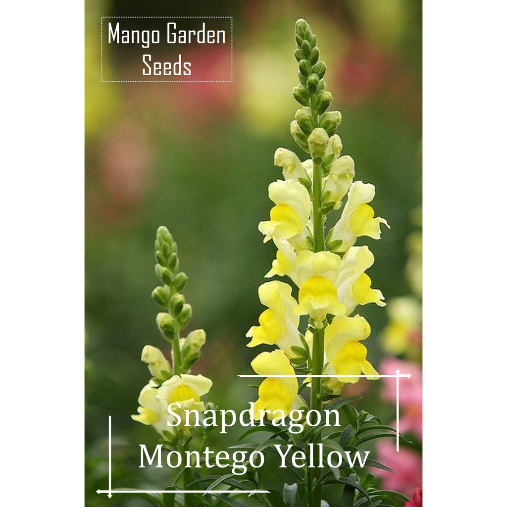 *Dwarf* Snapdragon Montego Yellow Flower Seeds - 100 Seed *Pot Friendly ...