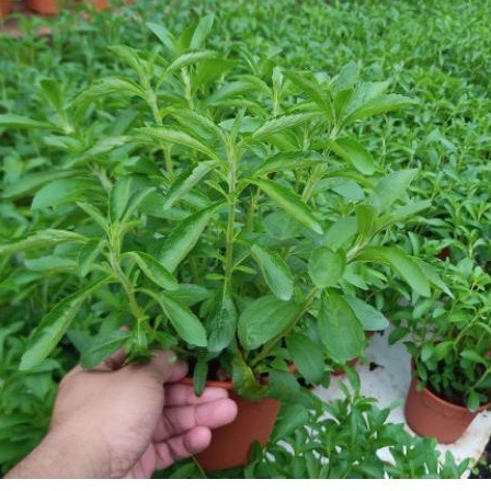 Anak Pokok Stevia Herb Candy Leaf Live Plants Herb Plants Pokok Bunga ...