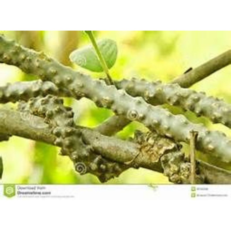 🔥Ready Stock🔥 Herba patawali 5 keratan batang segar | Shopee Malaysia