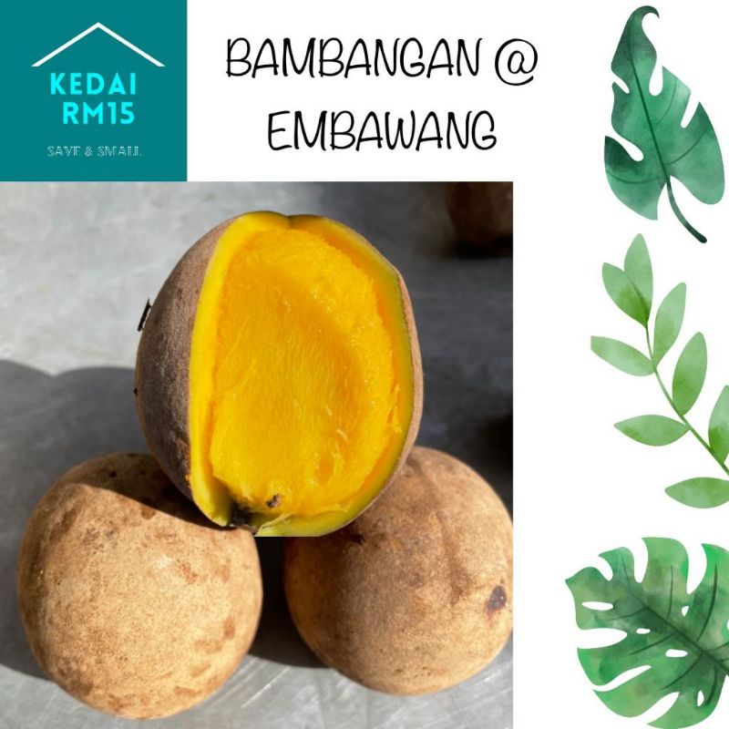 1KG BUAH BERMUSIM Bambangan Embawang Bawang dari Sarawak | Shopee Malaysia