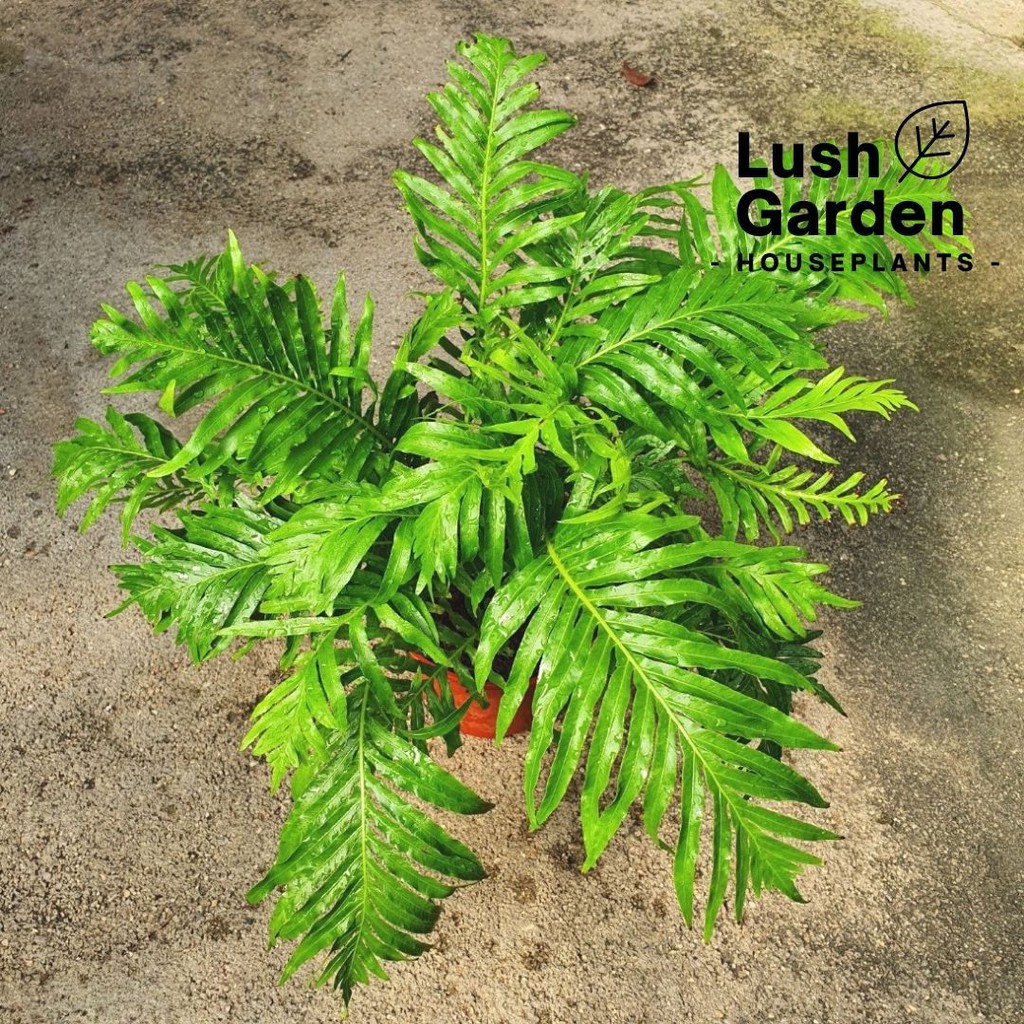 Coco Fern / Dwarf Tree Fern / Oceaniopteris Gibba 150mm Pot Live Plant ...