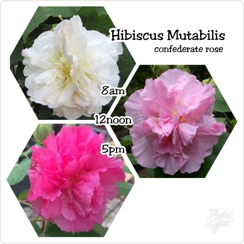 KKB Hibiscus Mutabilis Confederate Rose Bunga Raya Kampung Laki Pukul ...