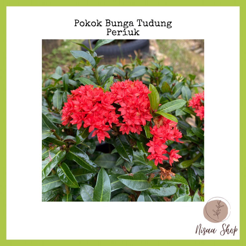 POKOK BUNGA IXORA/ IXORA PLANT/ TUDUNG PERIUK (dalam polybag) 🔥PROMOSI🔥 ...