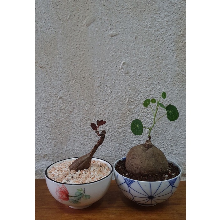 Stephania Erecta & Phyllanthus Mirabilis One and Only Pot Set (Exact ...