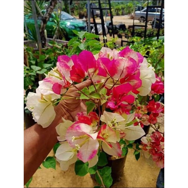 Anak Pokok Bunga Kertas/Bougainvillea Chitra/Citra Pelbagai Jenis ...
