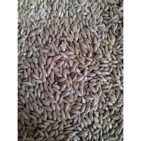 Canary seeds bulk food for seed-eating birds love bird canary | Shopee ...