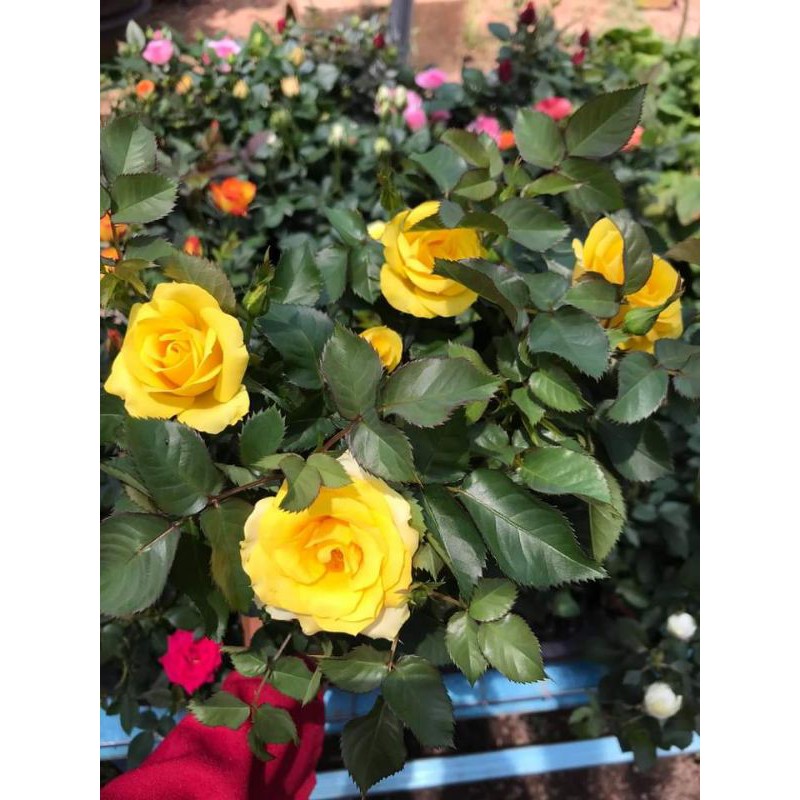 2 pokok Rose mini real live plant with pot | Shopee Malaysia