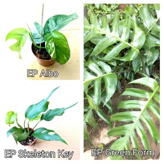 Fresh Cutting Epipremnum Pinnatum Variegated EPV Albo / Skeleton Key ...