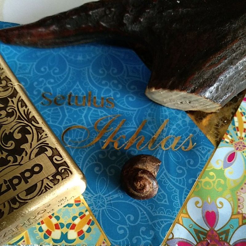 Batu Badar Siput/Fosil siput jenis batu badar | Shopee Malaysia