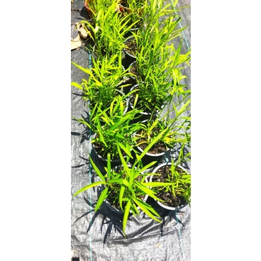 Benih Kangkung Buluh ( 300 Biji Benih ) . | Shopee Malaysia