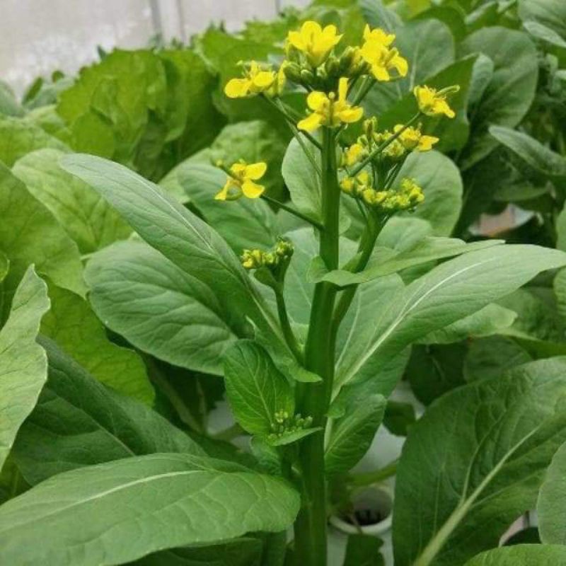 Sawi Bunga/ Sawi Hong kong 5.0gram ( 2500 biji Benih ) | Shopee Malaysia