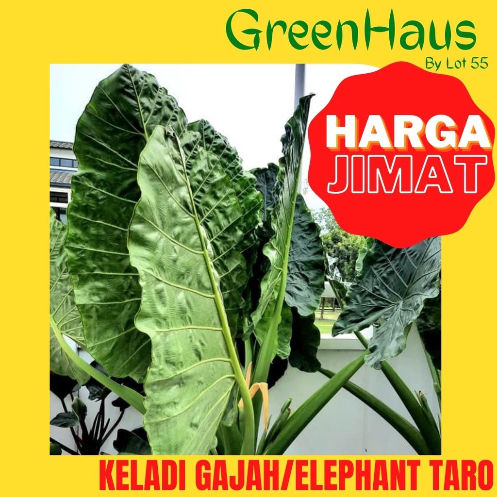GreenHaus 🟢Anak Pokok Keladi Gajah/GIANT🟢 KELADI ELEPHANT TARO | Shopee ...