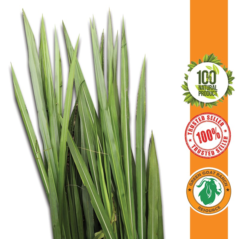 Rumput Napier India Protein Tinggi [1 KG] | Shopee Malaysia