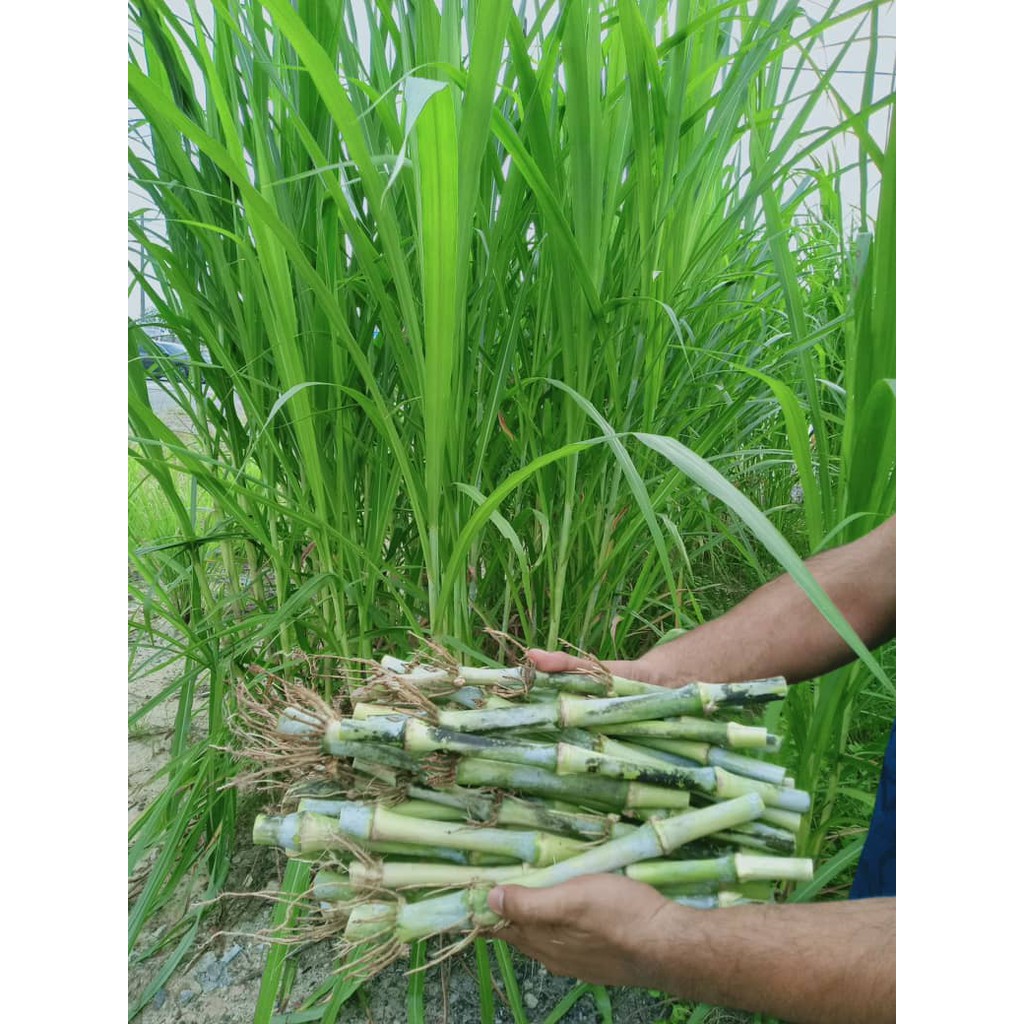 Benih Rumput Napier Pakchong 1KG | Shopee Malaysia