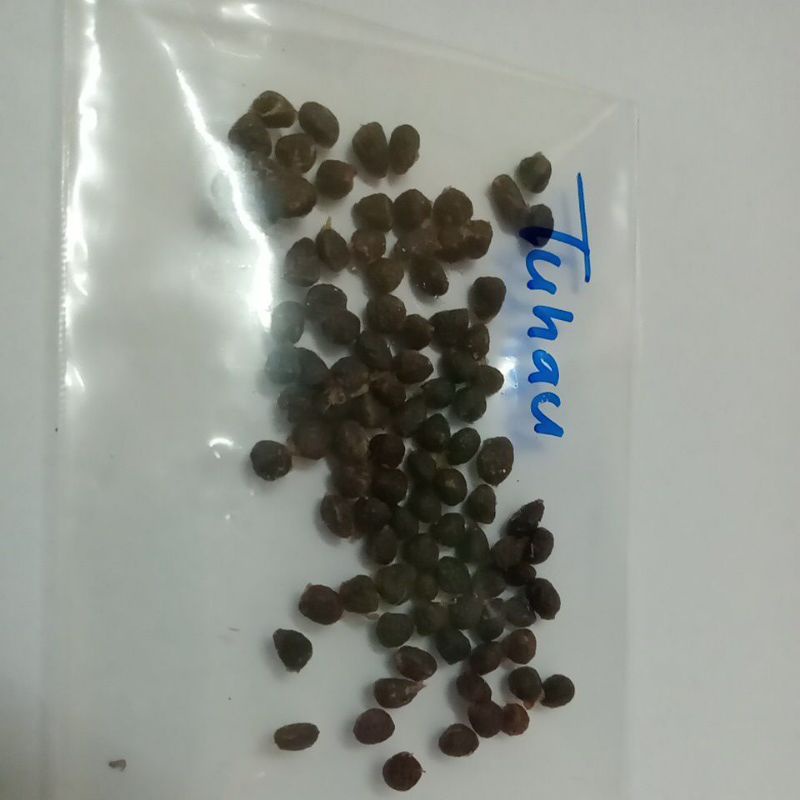 Biji Benih Tuhau /Tepus | Shopee Malaysia
