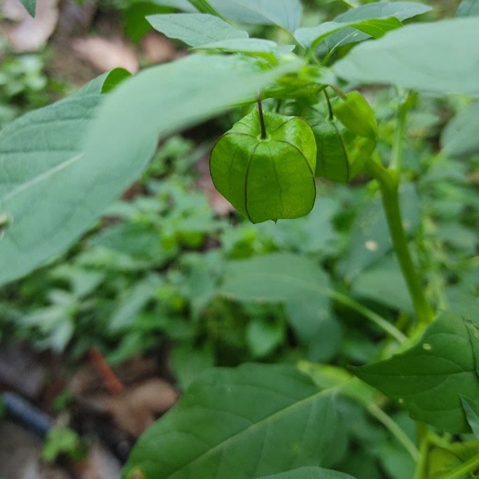 Anak Pokok Letup / Buah Letup / Ciplukan / Physalis Angulata | Shopee ...