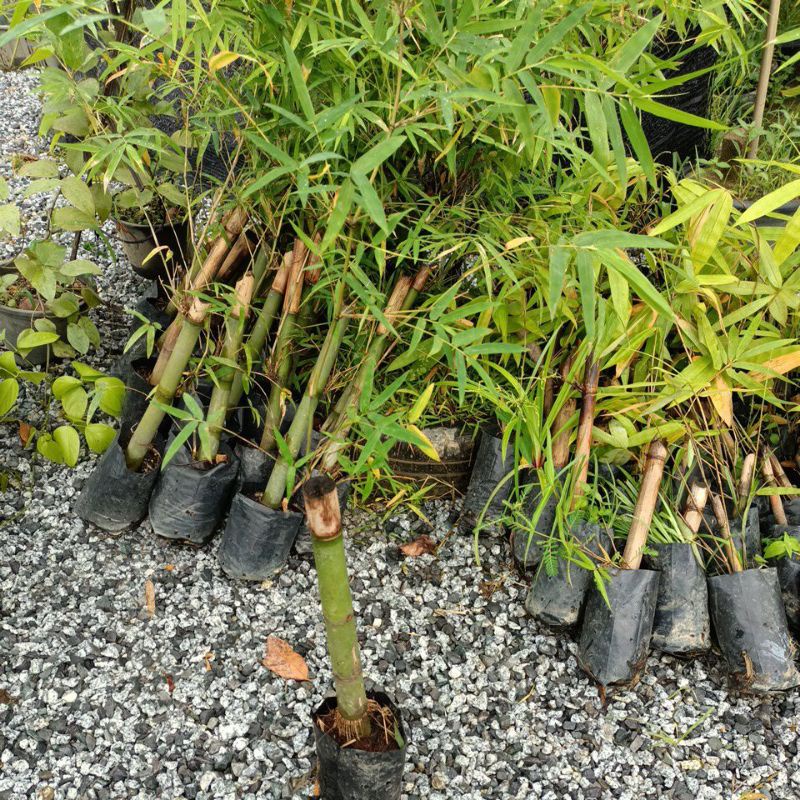 Anak pokok buluh madu,daun lerek | Shopee Malaysia