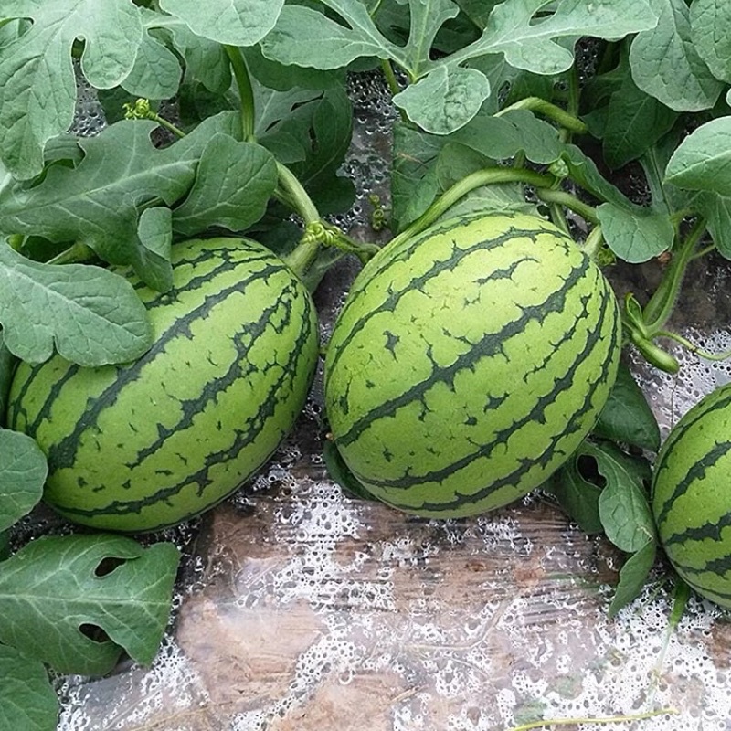 Biji Benih Tembikai Isi Kuning Manis 8pcs / Sweet Yellow Watermelon ...