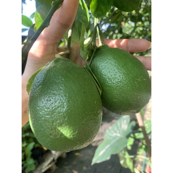 BUAH LIMAU GEDANG (1kg) | Shopee Malaysia