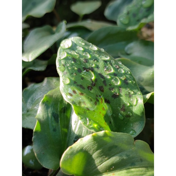 Ready stock plant 现货植物：African hosta/Drimiopsis maculata 阔叶油点百合 ...