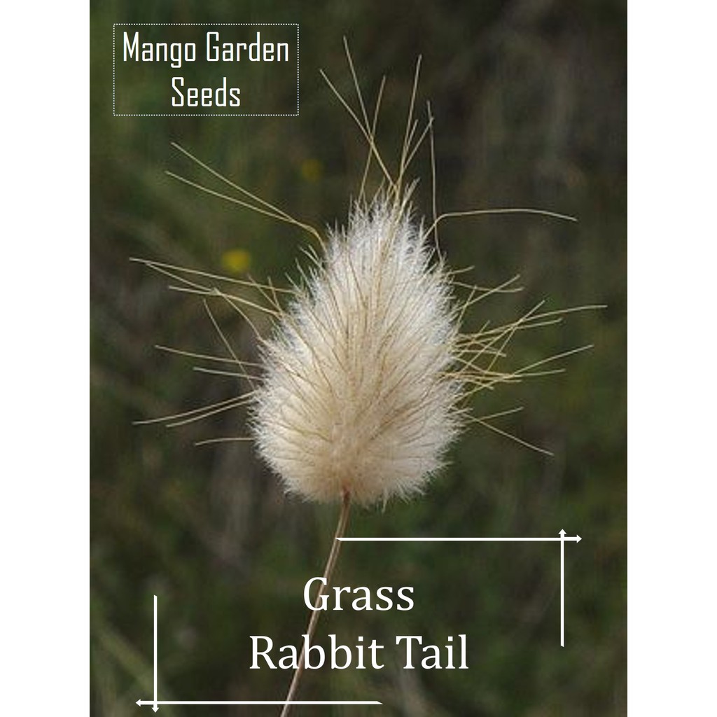 Rabbit Tail Grass Seeds - 100 Seed *Pot Friendly - Bunny Tail, 兔子尾巴草 ...