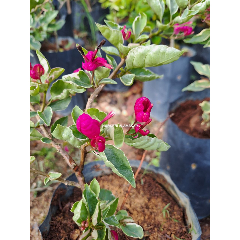 [LIVE PLANT] ID Tanglung Pink Batik / BOUGAINVILLEA (sila baca ...