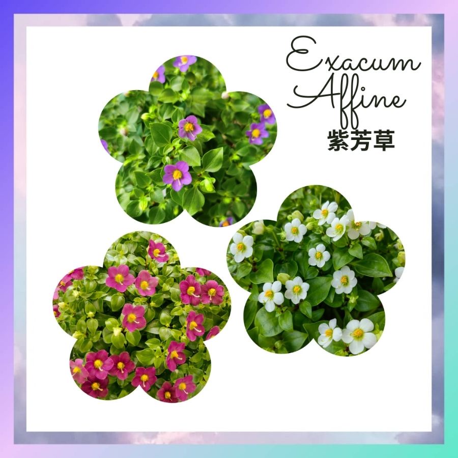 【Live Plant】Exacum Affine - Princess White/Princess Deep Blue/Royal ...