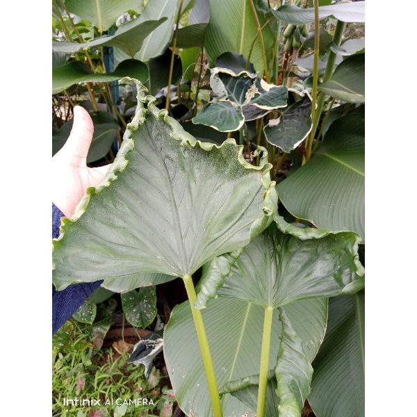 alocasia triangularis/keladi karipap | Shopee Malaysia