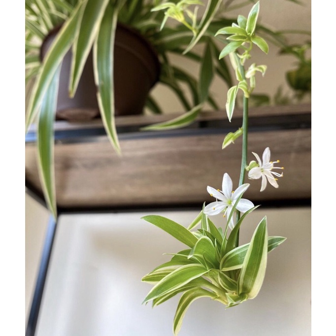 Spider Plant /Pokok Labah-labah / Pokok Cakar Ayam (variagated putih di ...