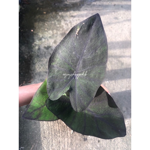 Colocasia Black Magic var caladium black magic variegation variegated ...