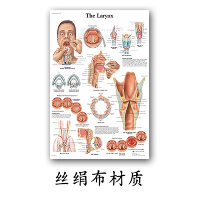 HD human body printing of facial features, viscera and brain teaching ...