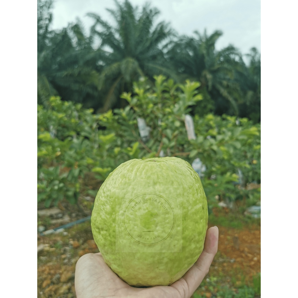 Fresh Lohan Guava 750g Big 罗汉番石榴 12 Unit 1 Box Best & Cheap In Town ...