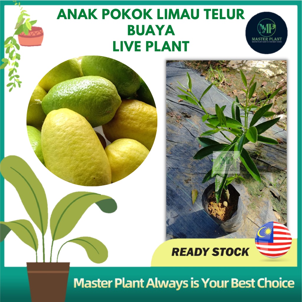 MP Anak Pokok Limau Telur Buaya Live Plant Pokok Hidup [Max 4 pokok per ...