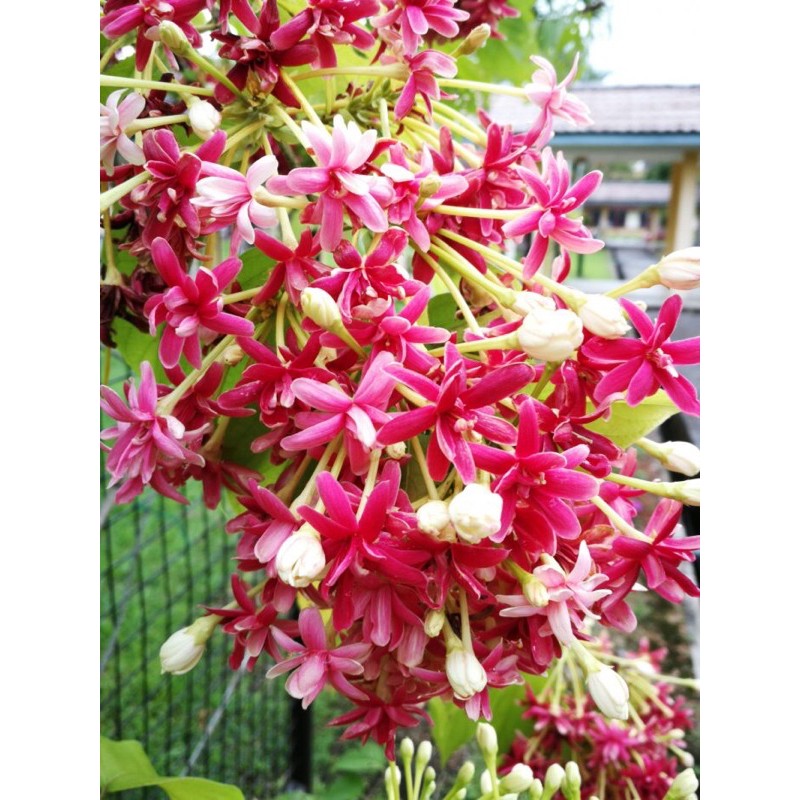Pokok Bunga Akar Dani Multi-Petal / Bunga Double | Shopee Malaysia