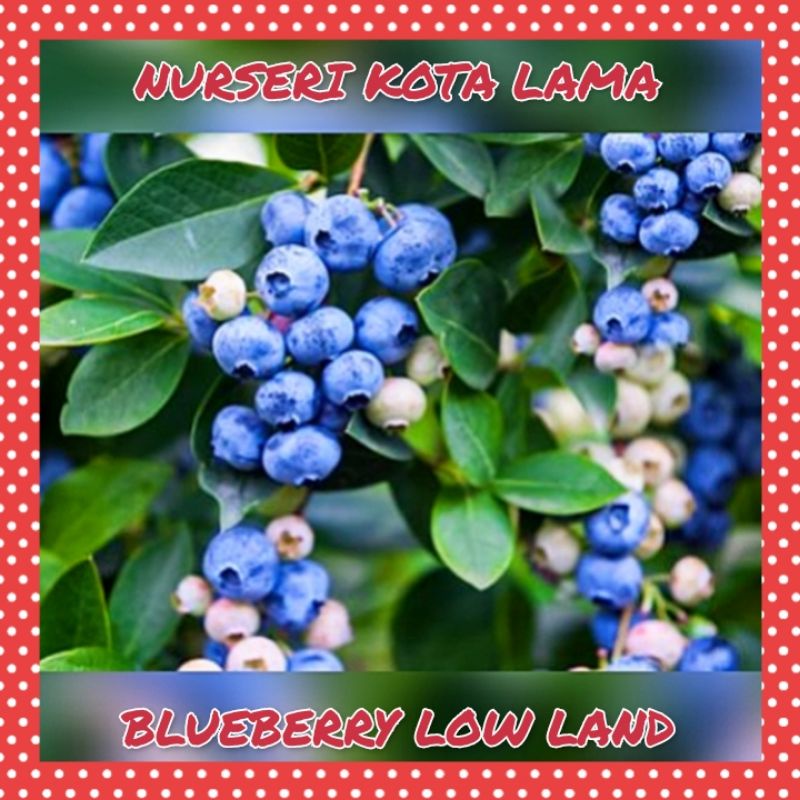 🔥RARE🔥 POKOK BLUEBERRY TAHAN PANAS (L Got Fruit or Flower) / Low Land ...