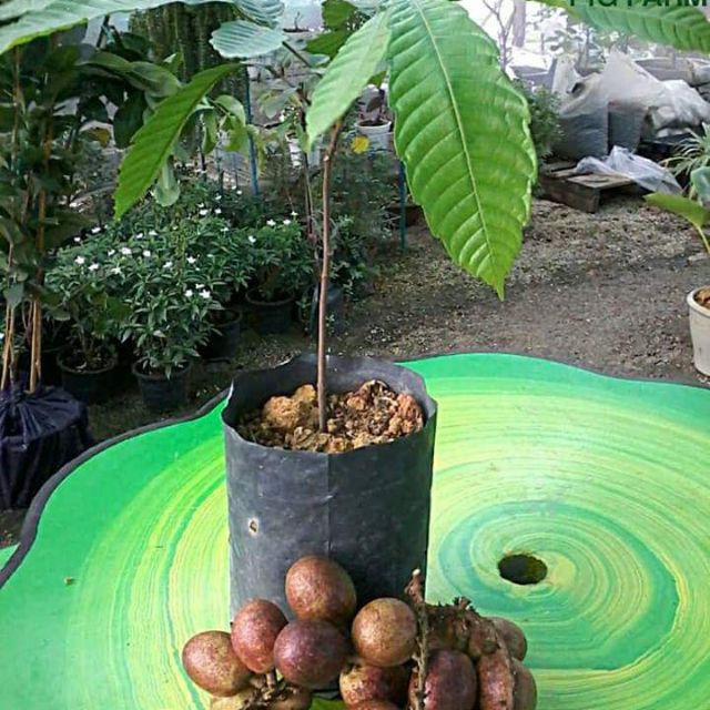 TUMBUHAN Pokok Matoa / Longan 3 Rasa | Shopee Malaysia