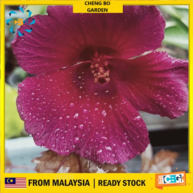 Anak Pokok Bunga Raya Cranberry Pokok Hiasan | Shopee Malaysia