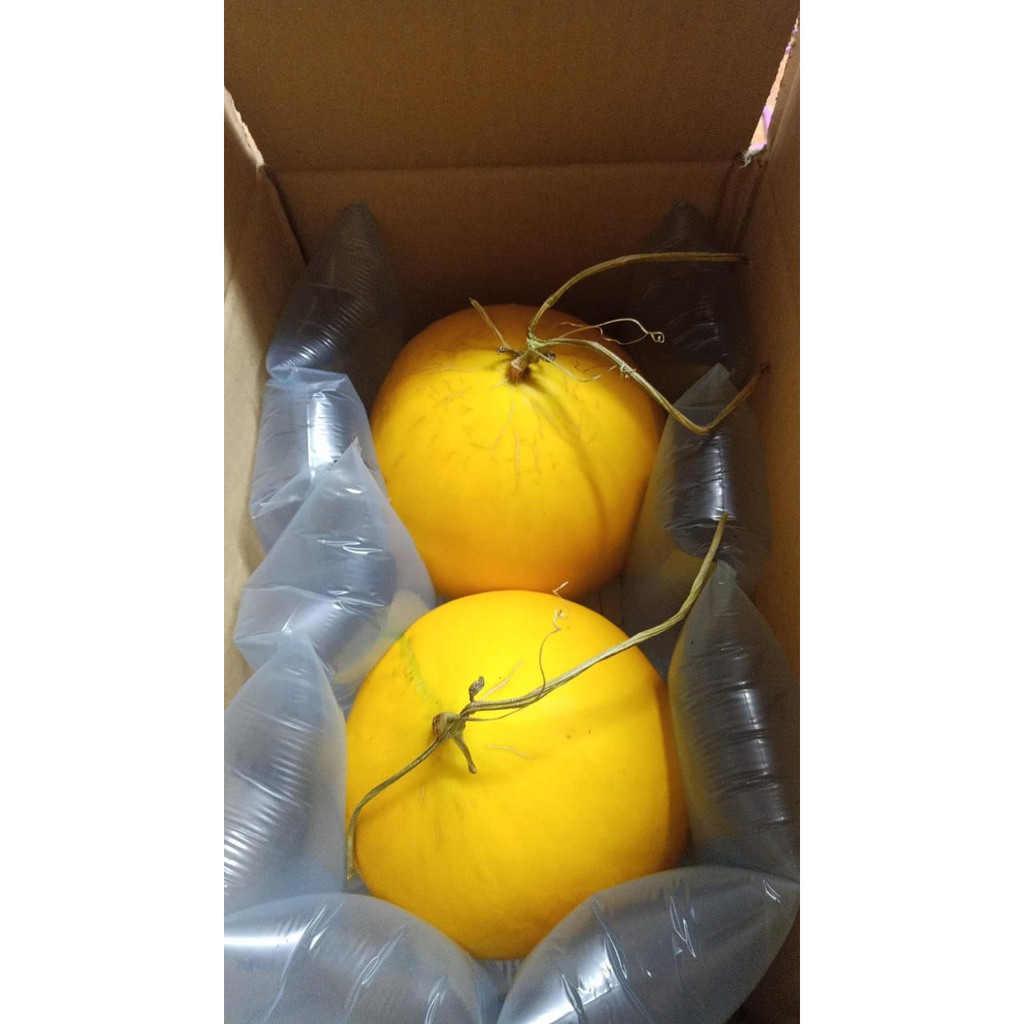Golden Melon F1 warna kekuningan emas 5 Kg Sekotak | Shopee Malaysia