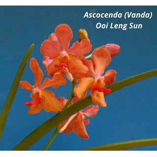 Ooi Leng Sun Orchids, Online Shop | Shopee Malaysia