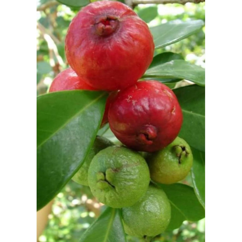 Pokok Buah Jambu Batu Guava katik dwarf lohan bo chi kristal ungu ...