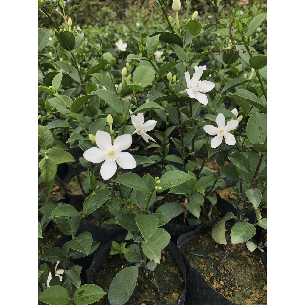 Berjaya Plant Nursery - Jasmine Thai/Bunga Melur Putih(Pokok Bunga ...
