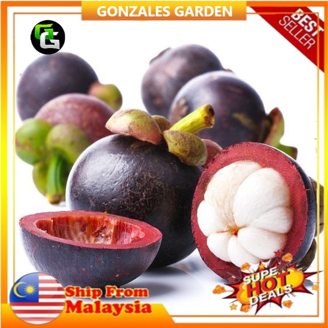Anak Pokok Manggis Mesta Master Masta Import Dari Thailand | Shopee Malaysia