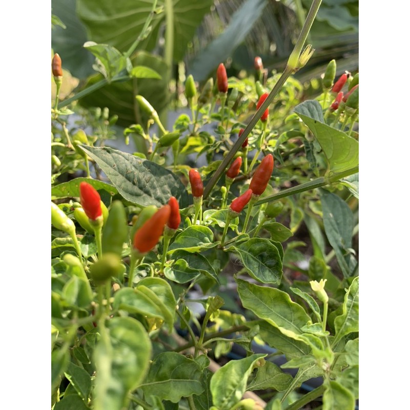 LADA PADI / CILI KG PEDAS! BIBIT BIJI SAJA | Shopee Malaysia