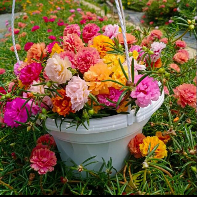 Pasu putih gantung jenama Baba | Shopee Malaysia