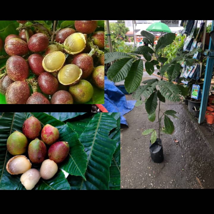 ANAK POKOK MATOA. MATA KUCING MATOA. LONGAN BRAZIL. FAST SHIPPING ...